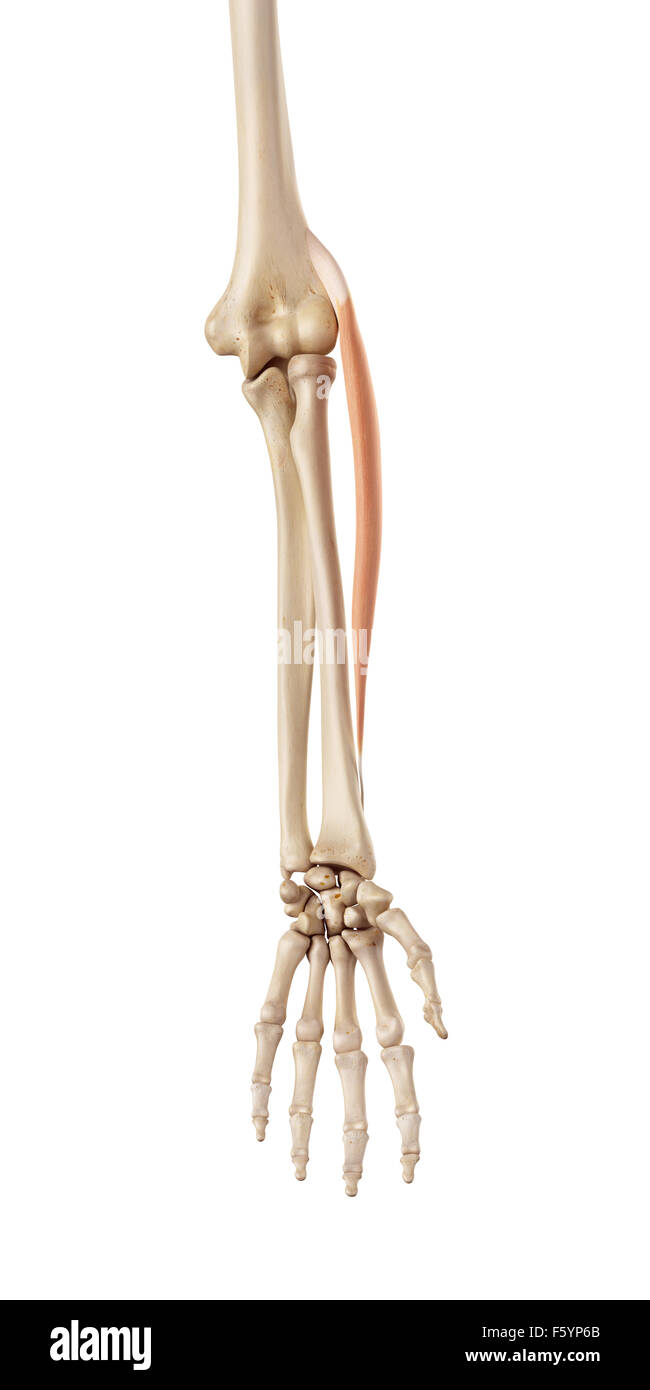 medical accurate illustration of the extensor carpi radialis longus ...