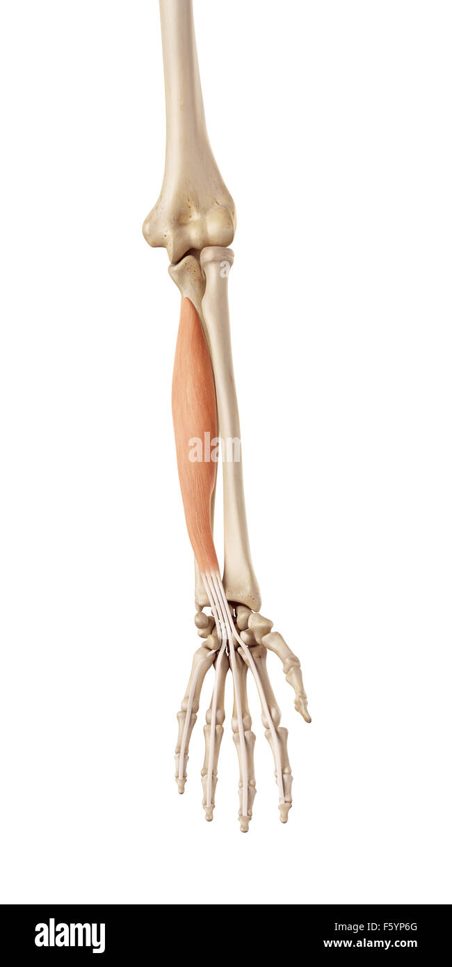 Flexor digitorum profundus muscle hi-res stock photography and images ...