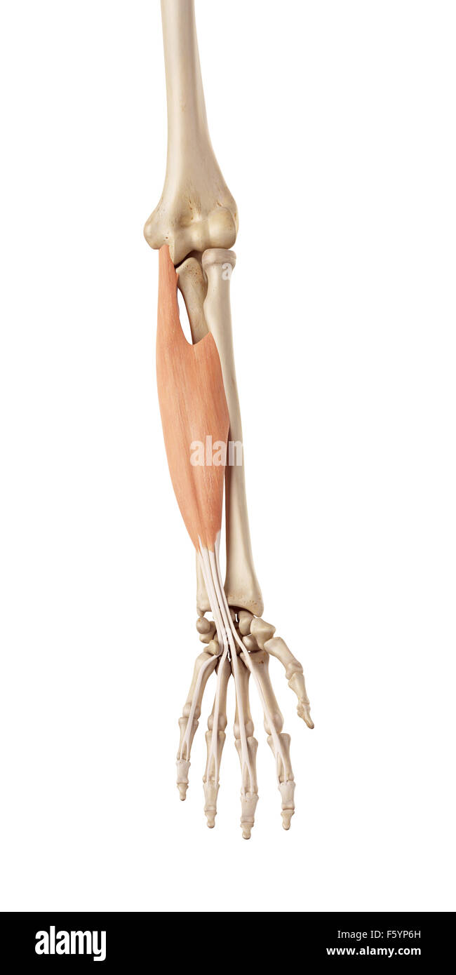 Flexor Digitorum Superficialis