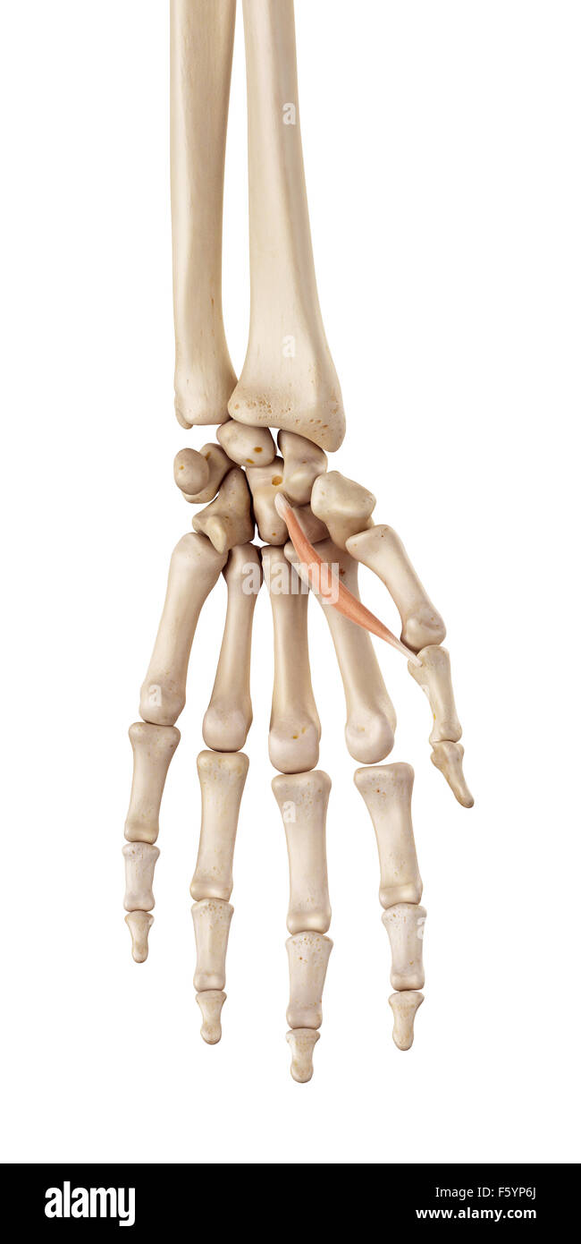 Flexor Pollicis Brevis