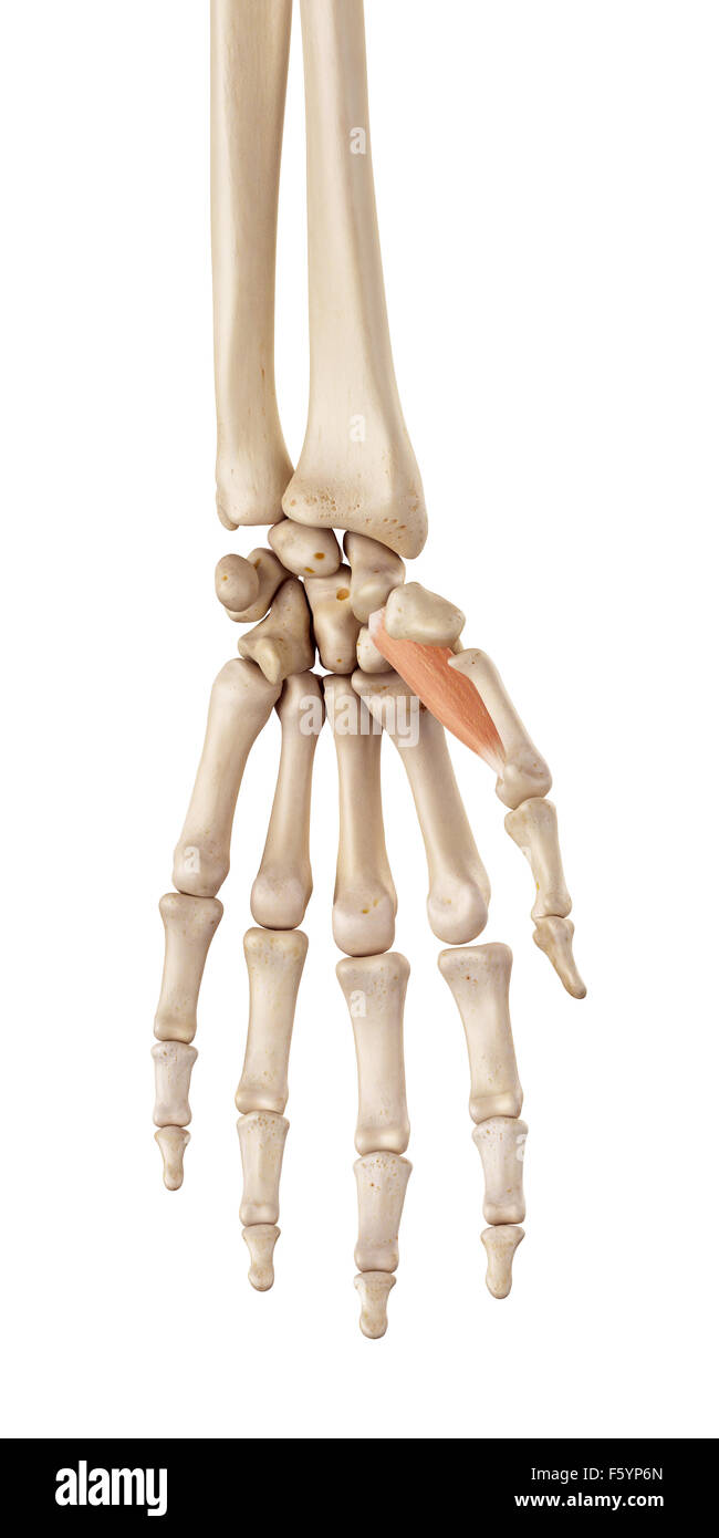 medical accurate illustration of the opponens pollicis Stock Photo - Alamy