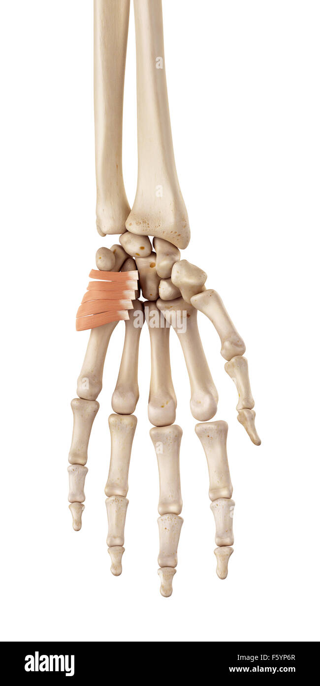 Palmaris High Resolution Stock Photography and Images - Alamy