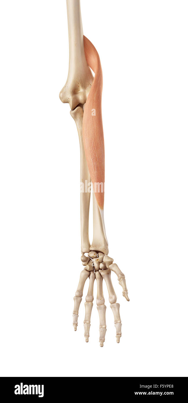 Brachioradialis muscle hi-res stock photography and images - Alamy