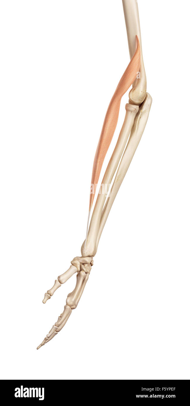 Brachioradialis muscle hi-res stock photography and images - Alamy