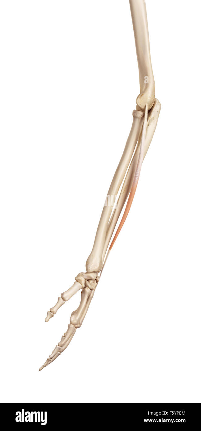 medical accurate illustration of the extensor digiti minimi Stock Photo ...
