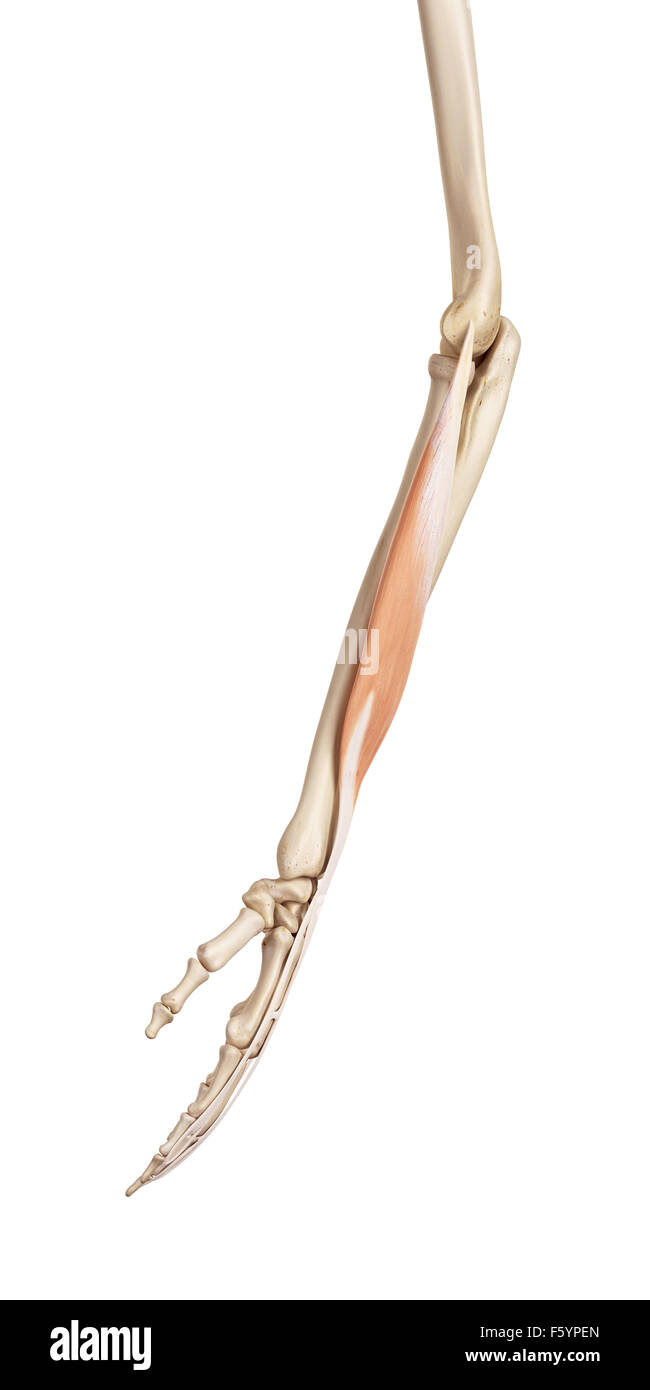 medical accurate illustration of the extensor digitorum Stock Photo - Alamy