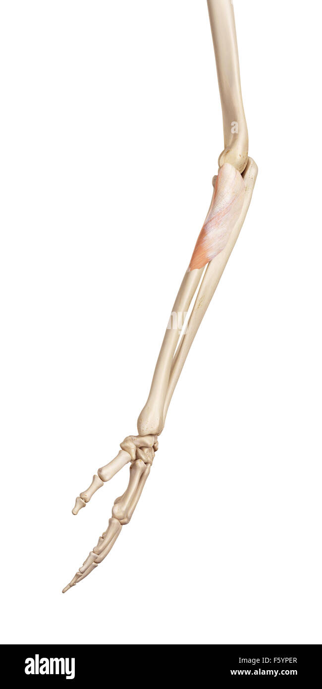 Supinator muscle hi-res stock photography and images - Alamy