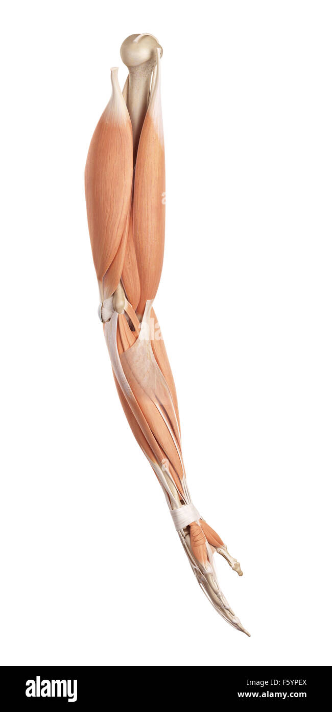 medical accurate illustration of the arm muscles Stock Photo - Alamy