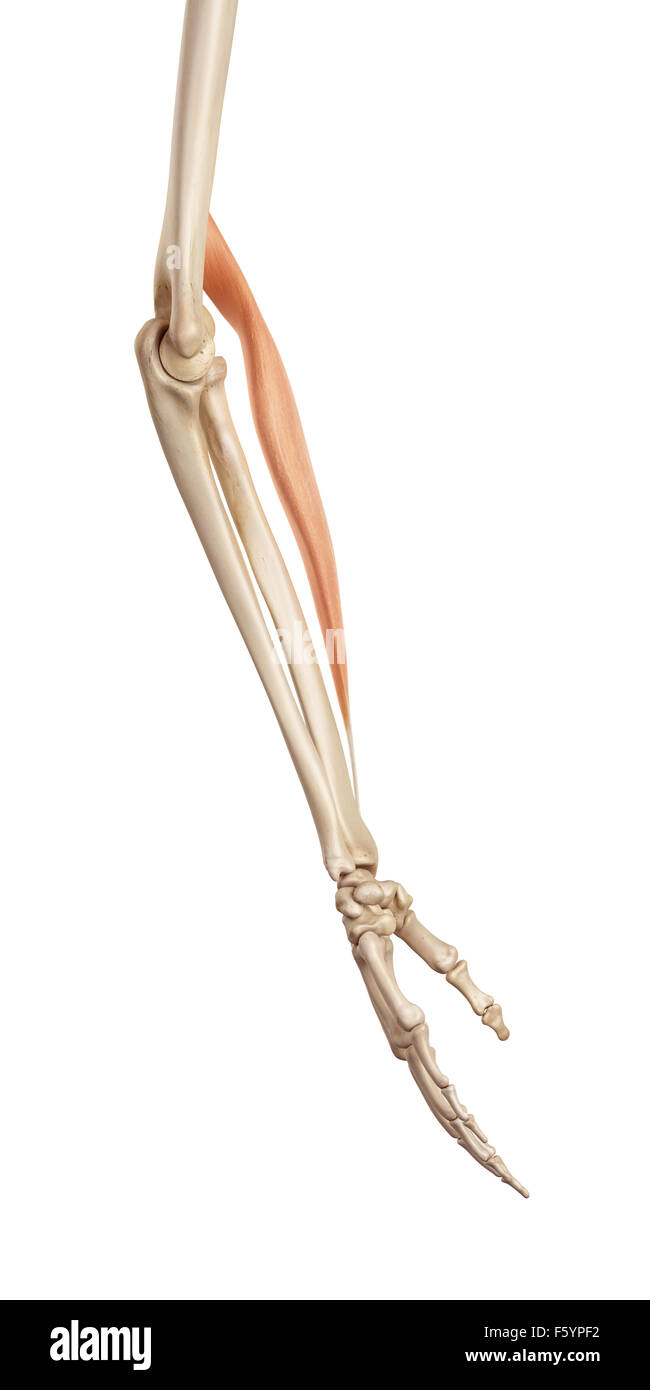 Brachioradialis muscle hi-res stock photography and images - Alamy