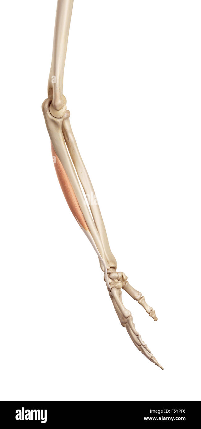 Extensor carpi ulnaris muscle hi-res stock photography and images - Alamy