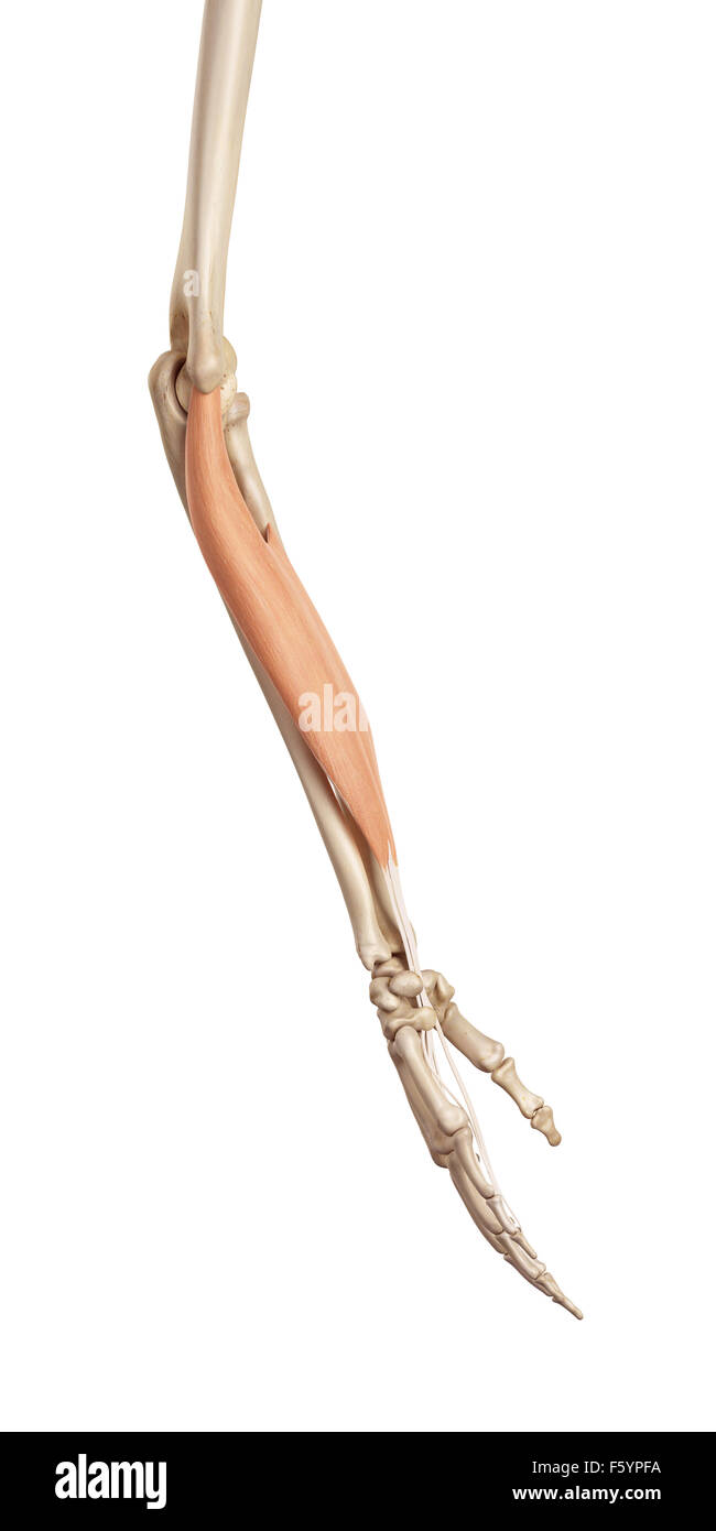 Flexor digitorum superficialis hi-res stock photography and images - Alamy