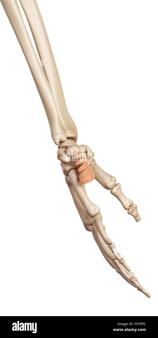 Palmaris brevis hi-res stock photography and images - Alamy