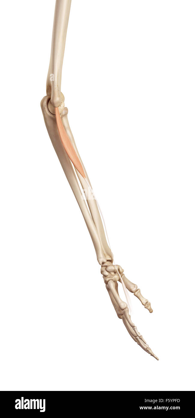 medical accurate illustration of the palmaris longus Stock Photo - Alamy