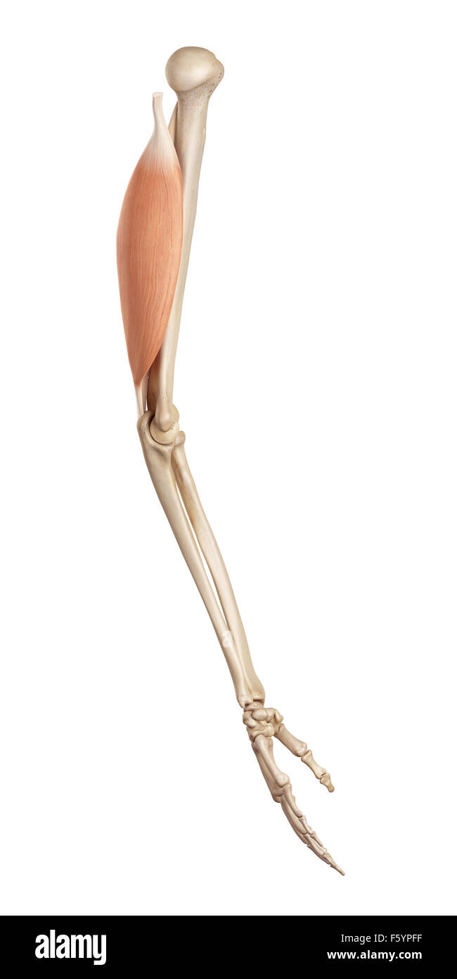 medical accurate illustration of the triceps Stock Photo - Alamy