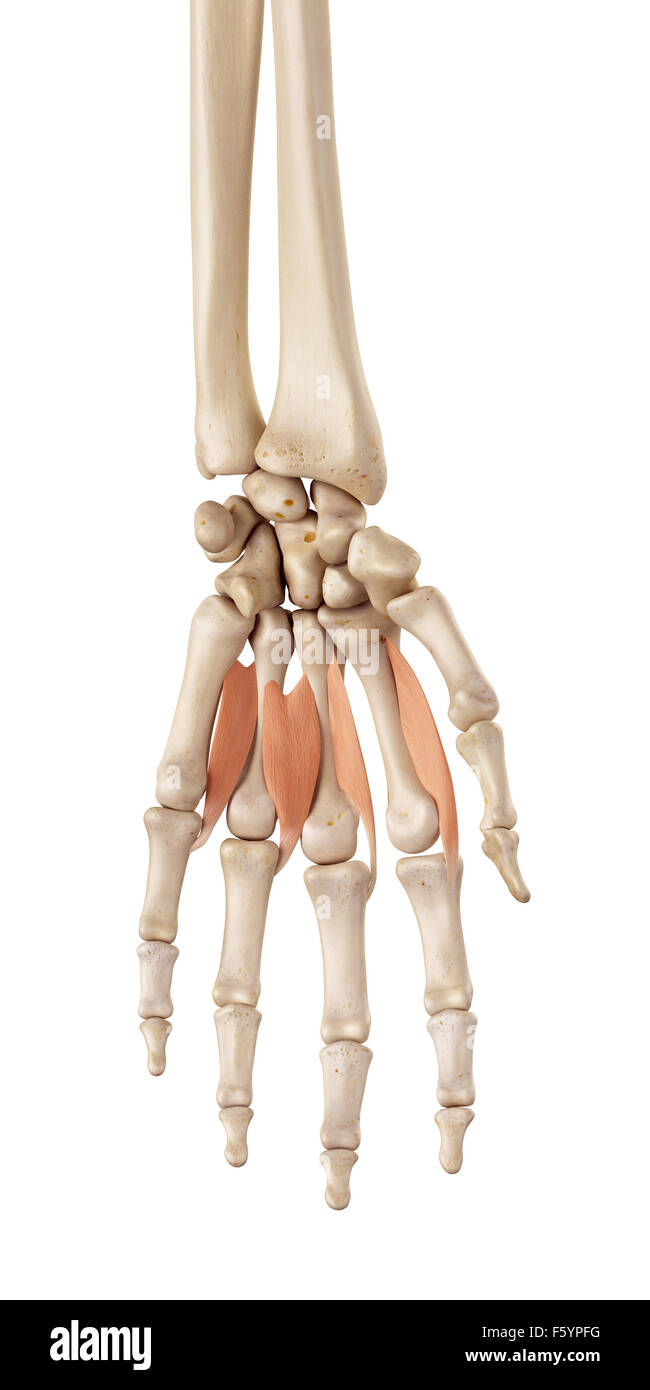 medical accurate illustration of the lumbrical muscles Stock Photo - Alamy