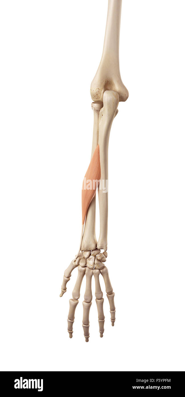 Abductor pollicis hi-res stock photography and images - Alamy