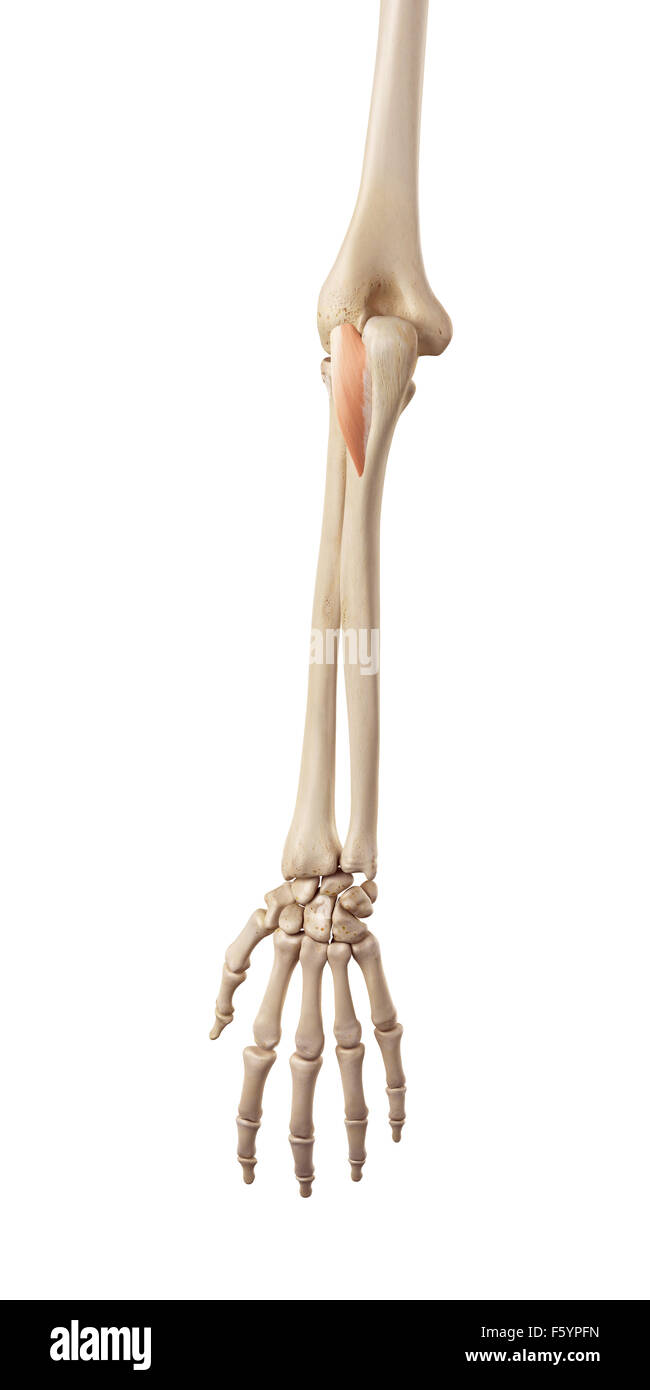 medical accurate illustration of the anconeous Stock Photo - Alamy