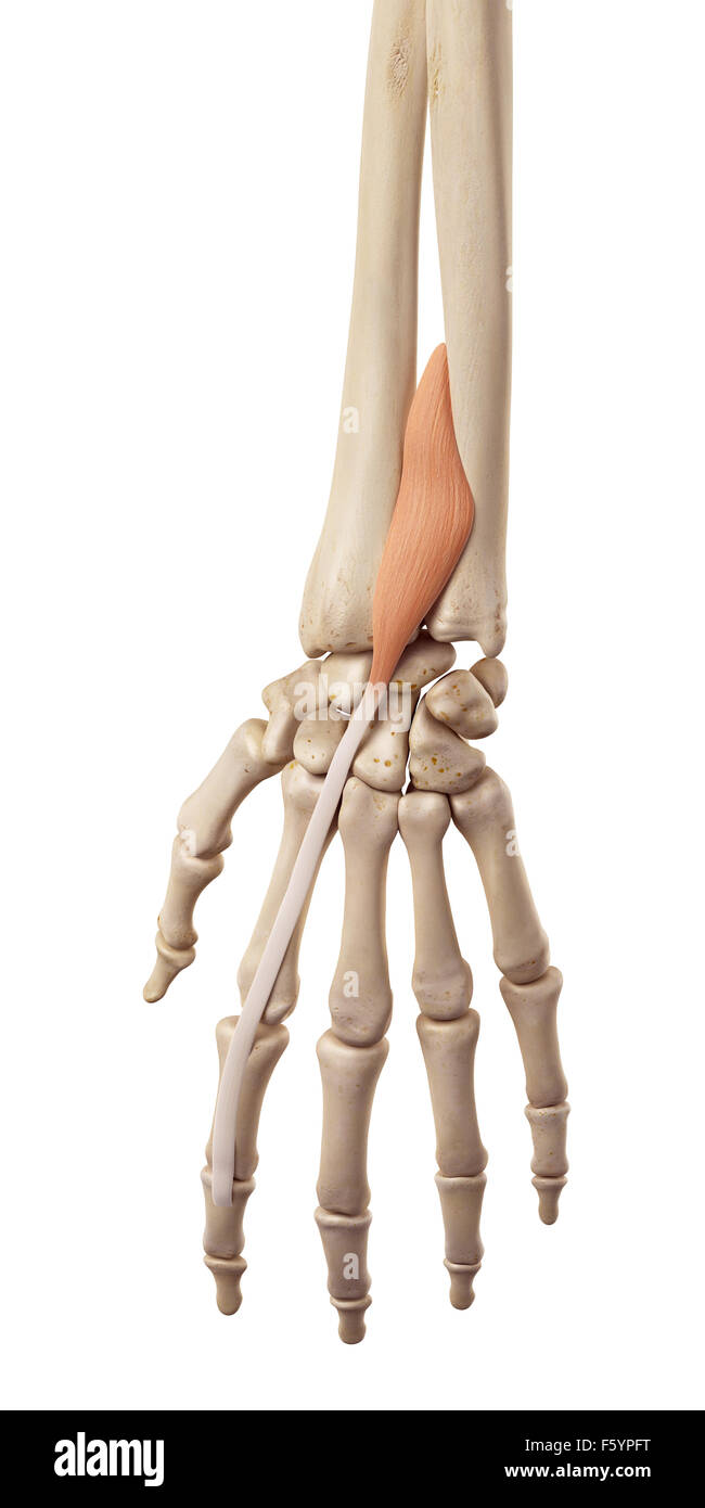 Extensor indicis hi-res stock photography and images - Alamy