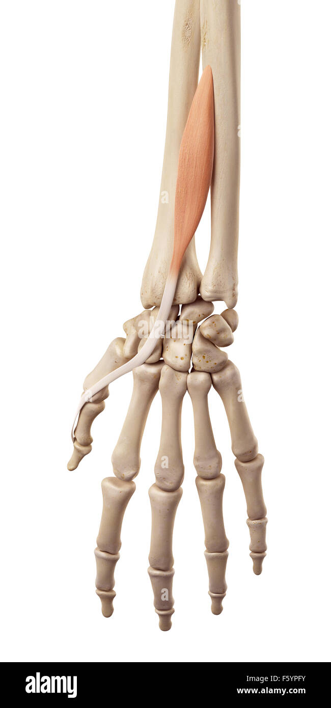 Extensor Pollicis Longus High Resolution Stock Photography and Images ...