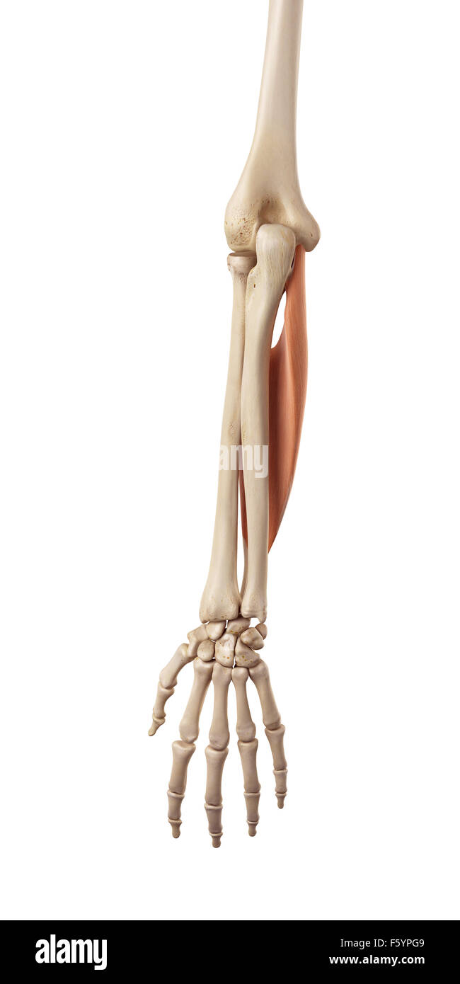 Flexor digitorum superficialis hi-res stock photography and images - Alamy