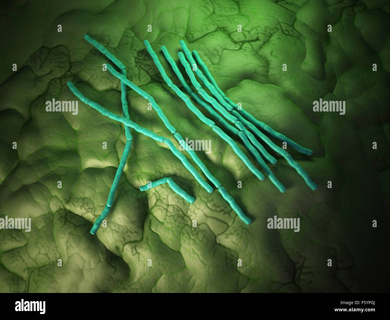 medical bacteria illustration of the Bacillus cereus Stock Photo - Alamy