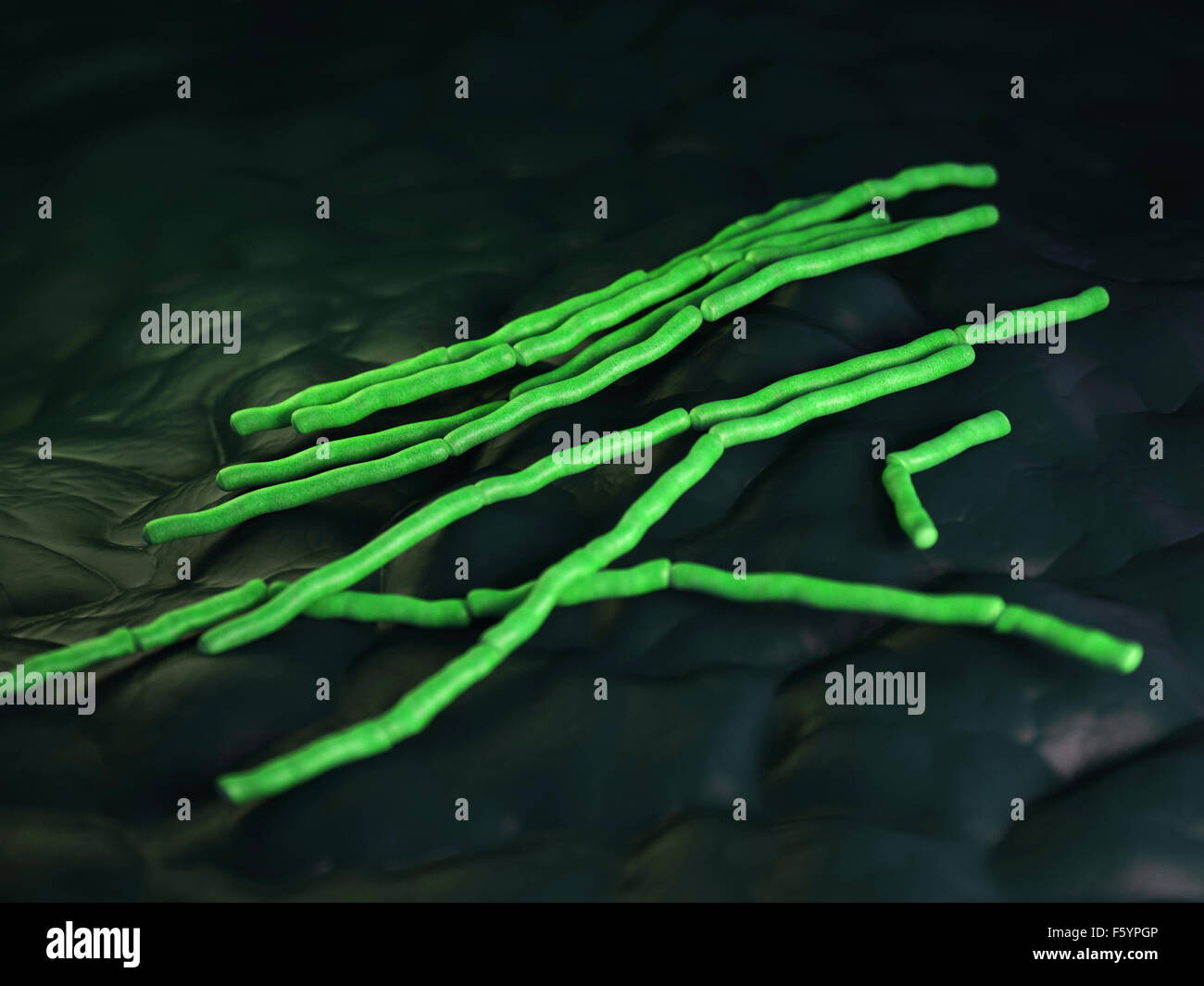 Bacillus cereus hi-res stock photography and images - Alamy