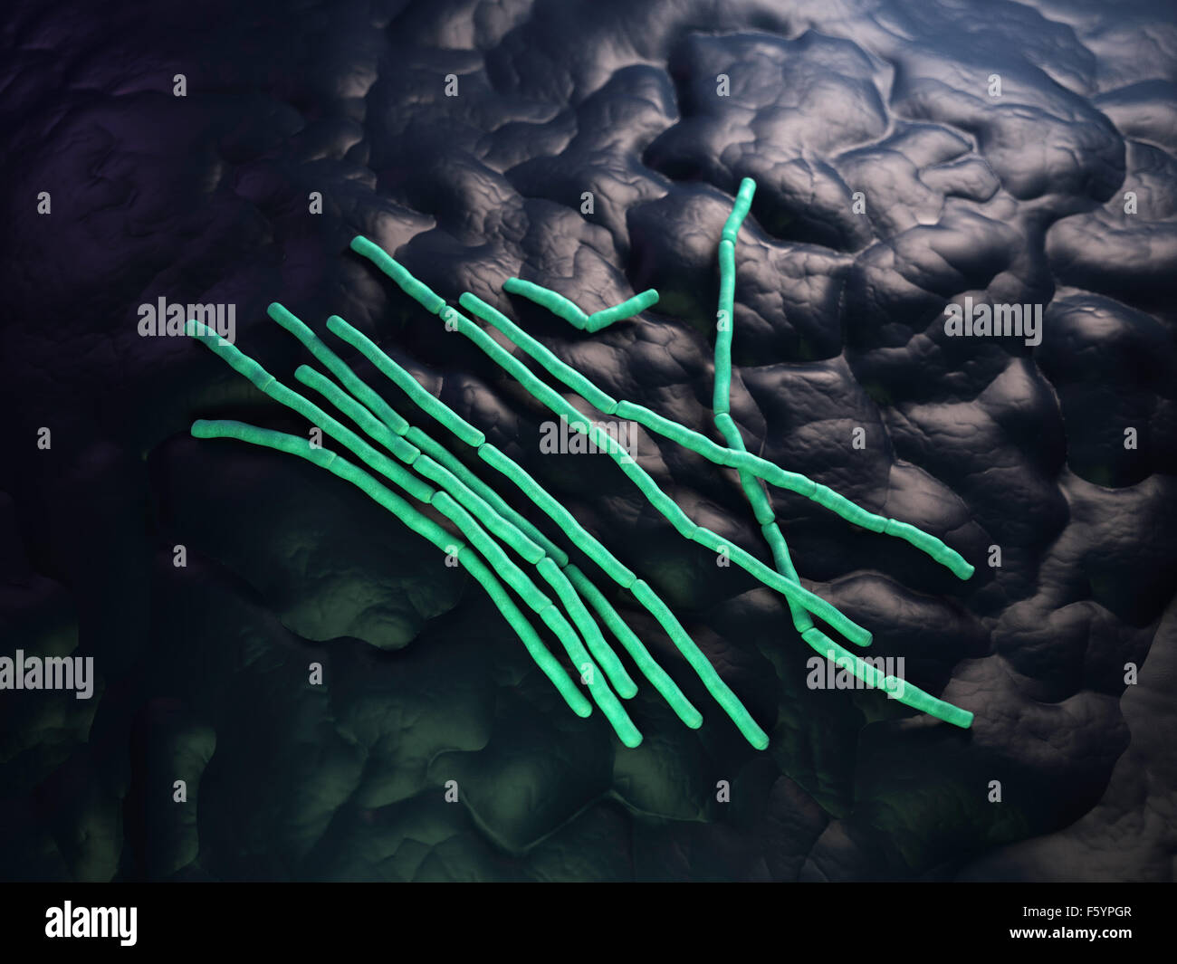 Bacillus bacteria hi-res stock photography and images - Alamy
