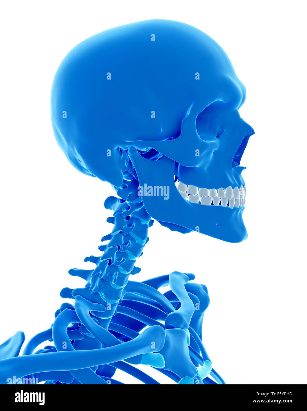 medically accurate illustration of the skeletal neck Stock Photo - Alamy