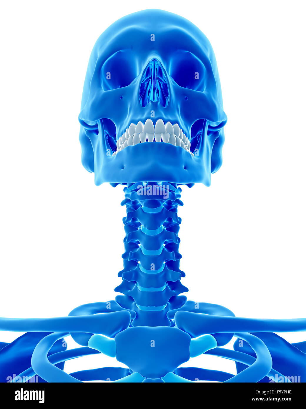 medically accurate illustration of the skeletal neck Stock Photo - Alamy