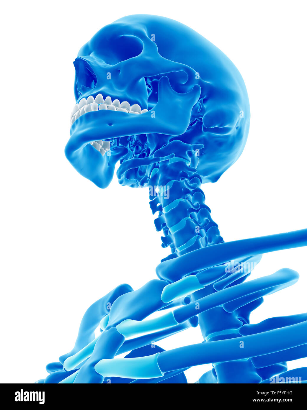 medically accurate illustration of the skeletal neck Stock Photo - Alamy