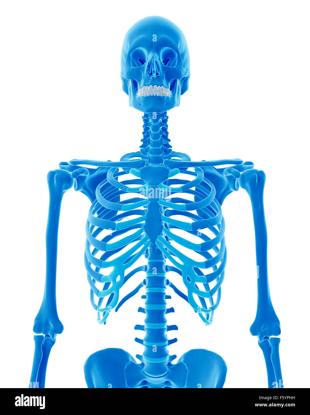 medically accurate illustration of the skeletal thorax Stock Photo - Alamy