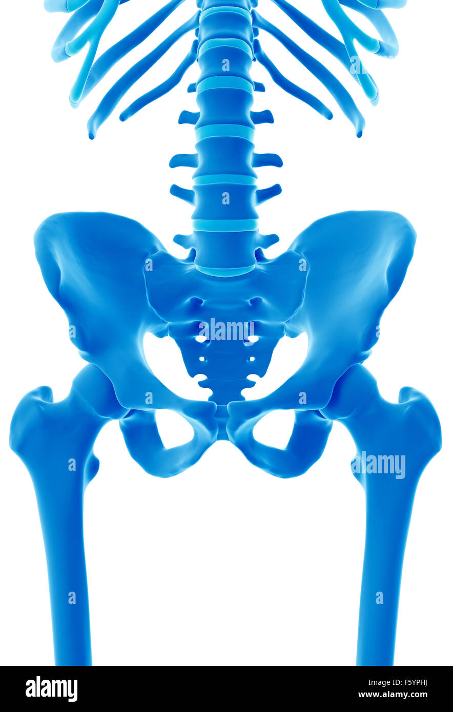 medically accurate illustration of the skeletal pelvis Stock Photo - Alamy