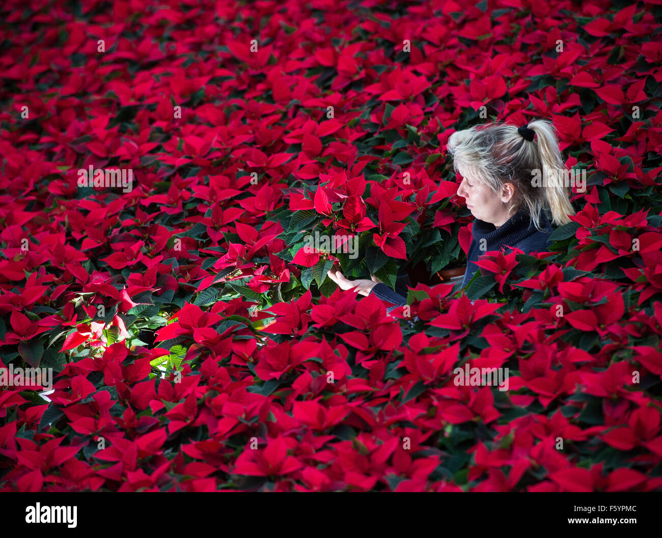 Jeannette rohde hi-res stock photography and images - Alamy