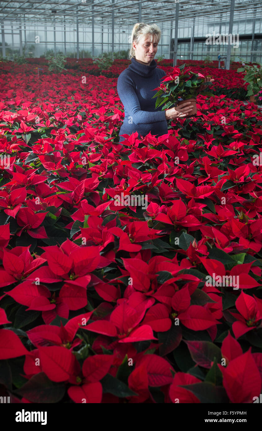 Jeannette rohde hi-res stock photography and images - Alamy