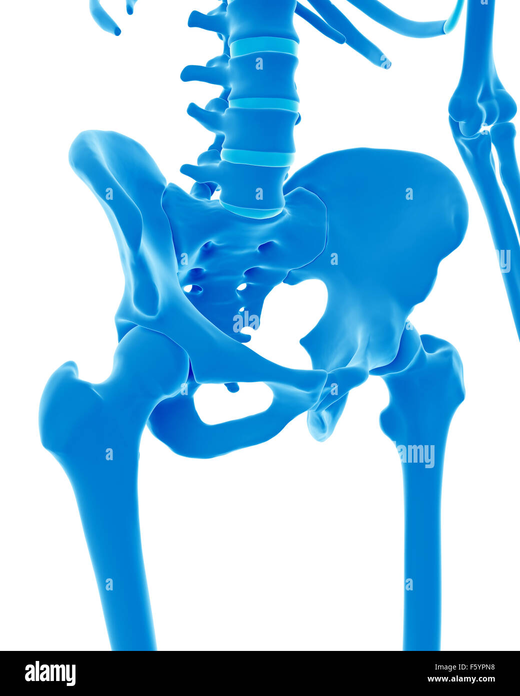 Pelvis anatomy hi-res stock photography and images - Alamy