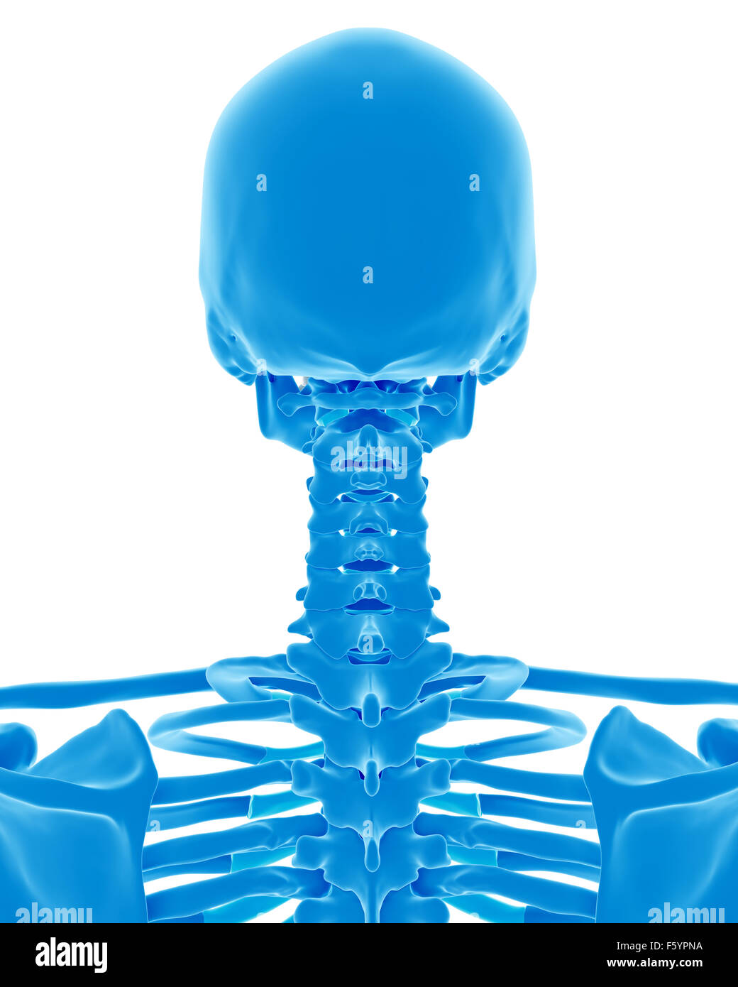medically accurate illustration of the skeletal neck Stock Photo - Alamy