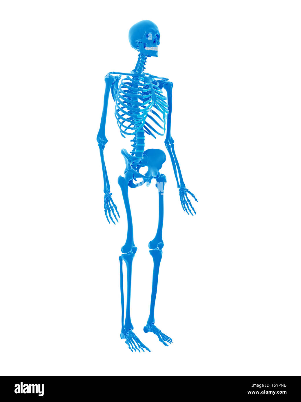 medically accurate illustration of the human skeleton Stock Photo - Alamy