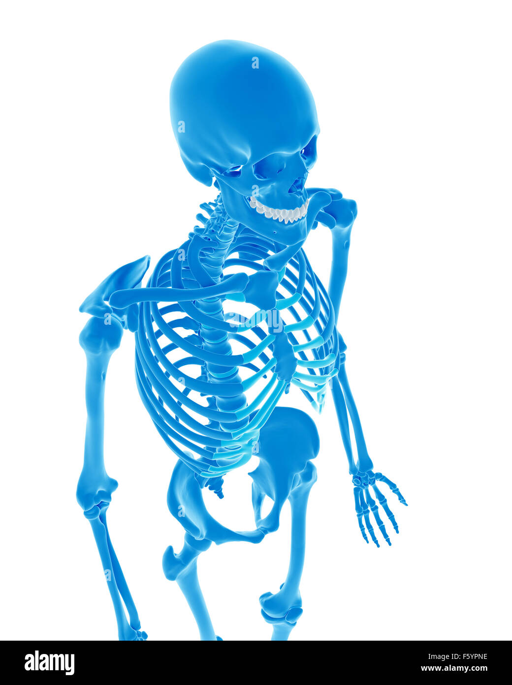 Male human skeleton hi-res stock photography and images - Alamy