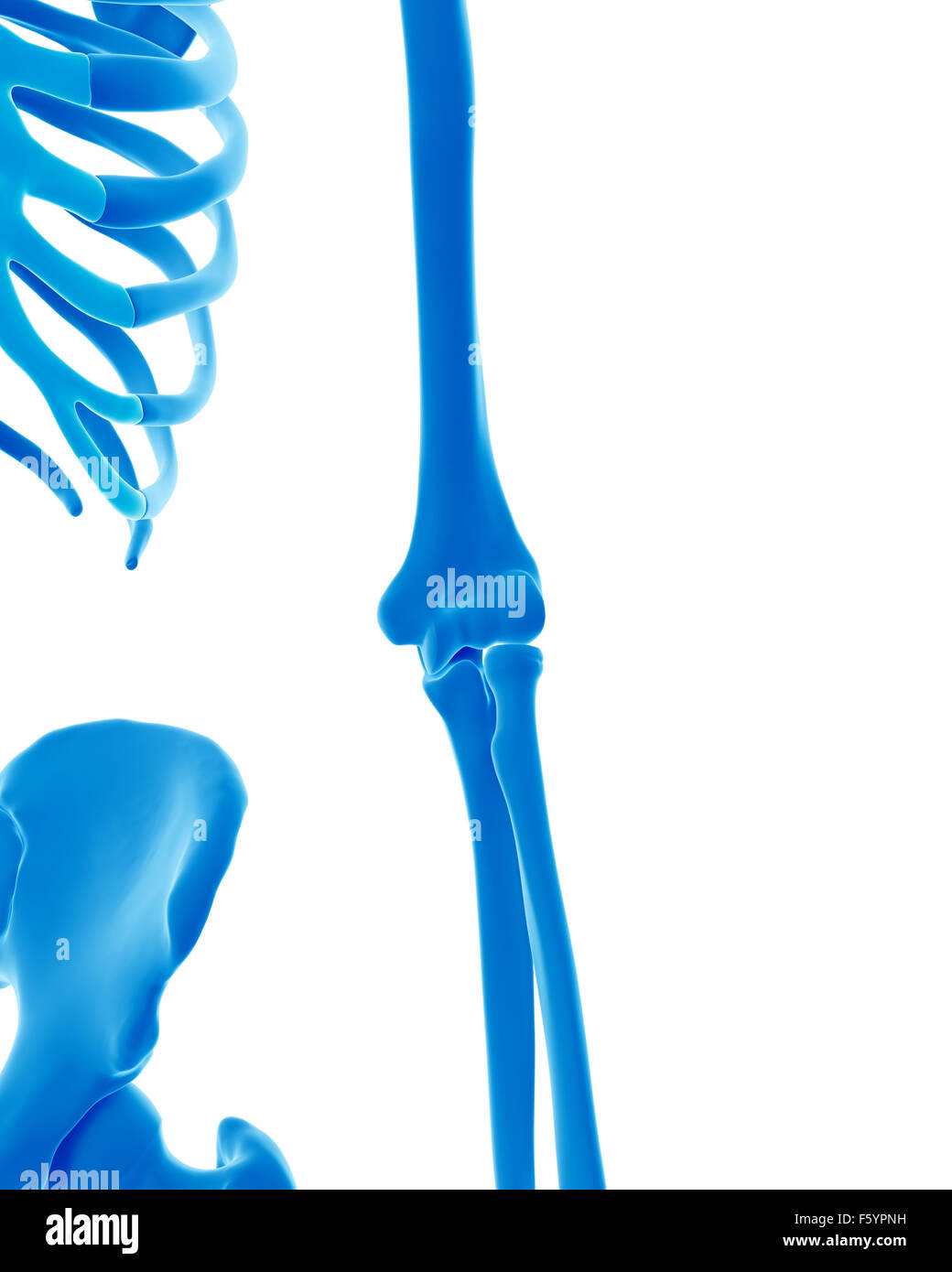 medically accurate illustration of the skeletal elbow Stock Photo - Alamy