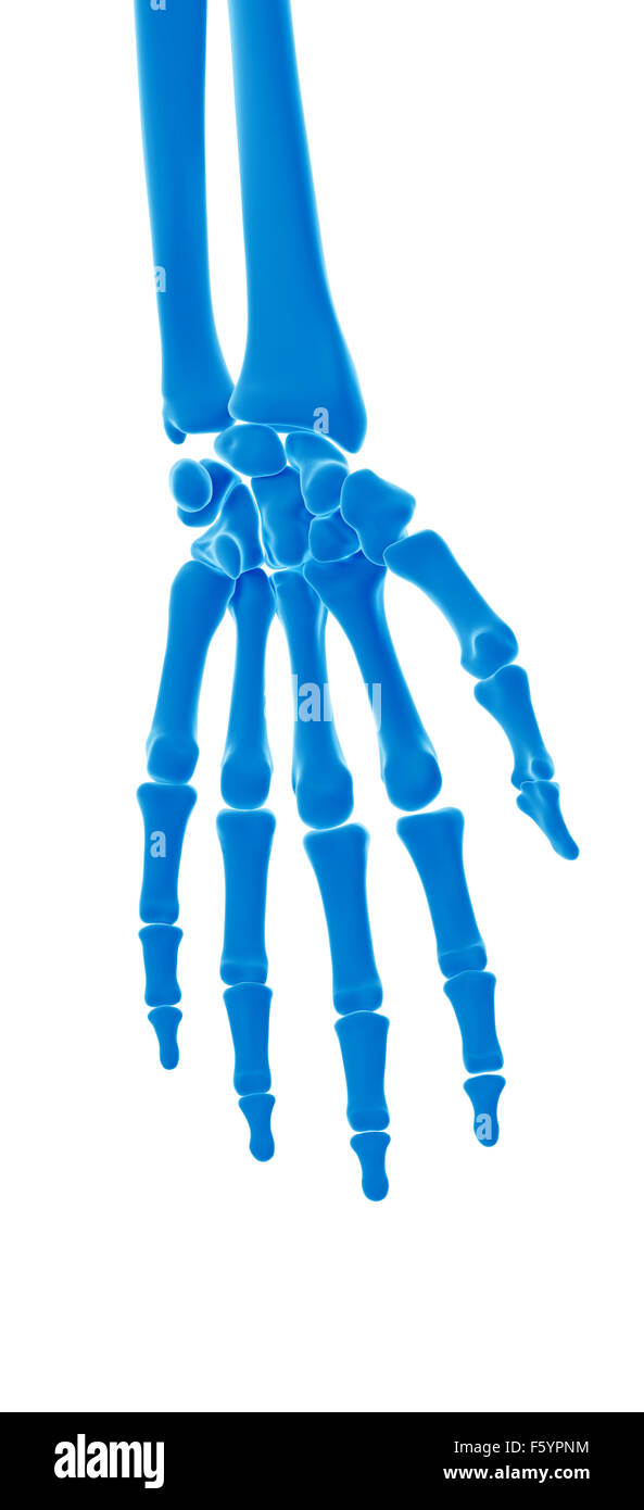 medically accurate illustration of the skeletal hand Stock Photo - Alamy
