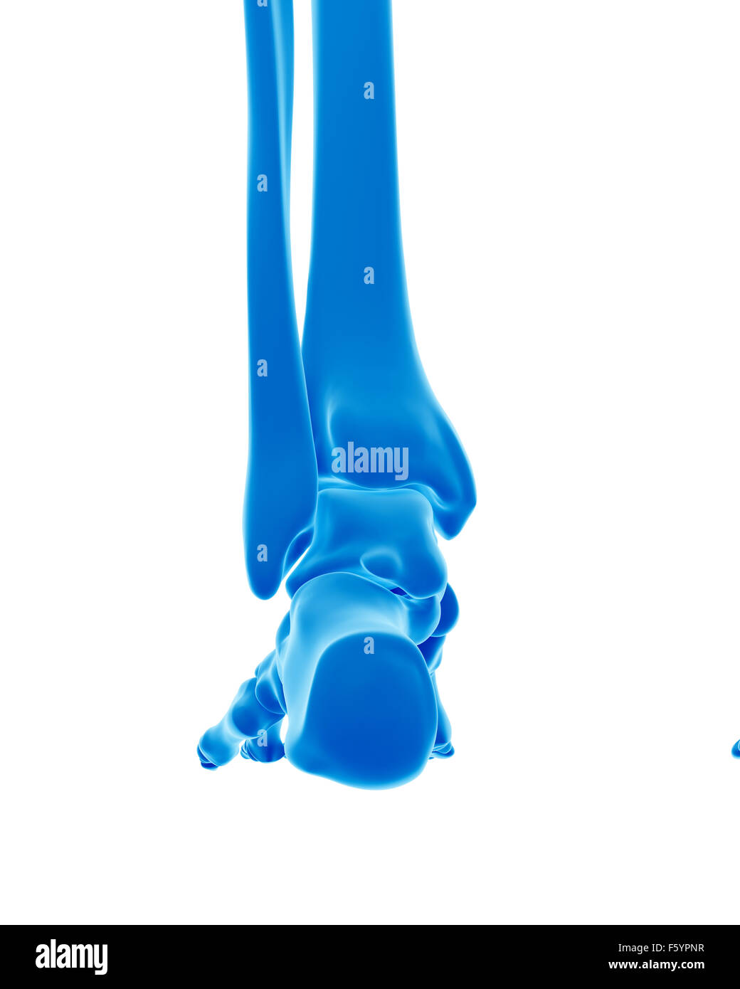 medically accurate illustration of the skeletal ankle Stock Photo - Alamy