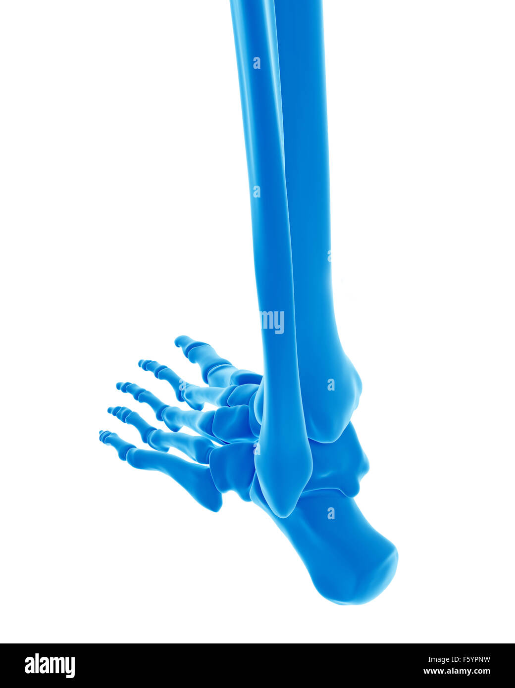 medically accurate illustration of the skeletal foot Stock Photo - Alamy