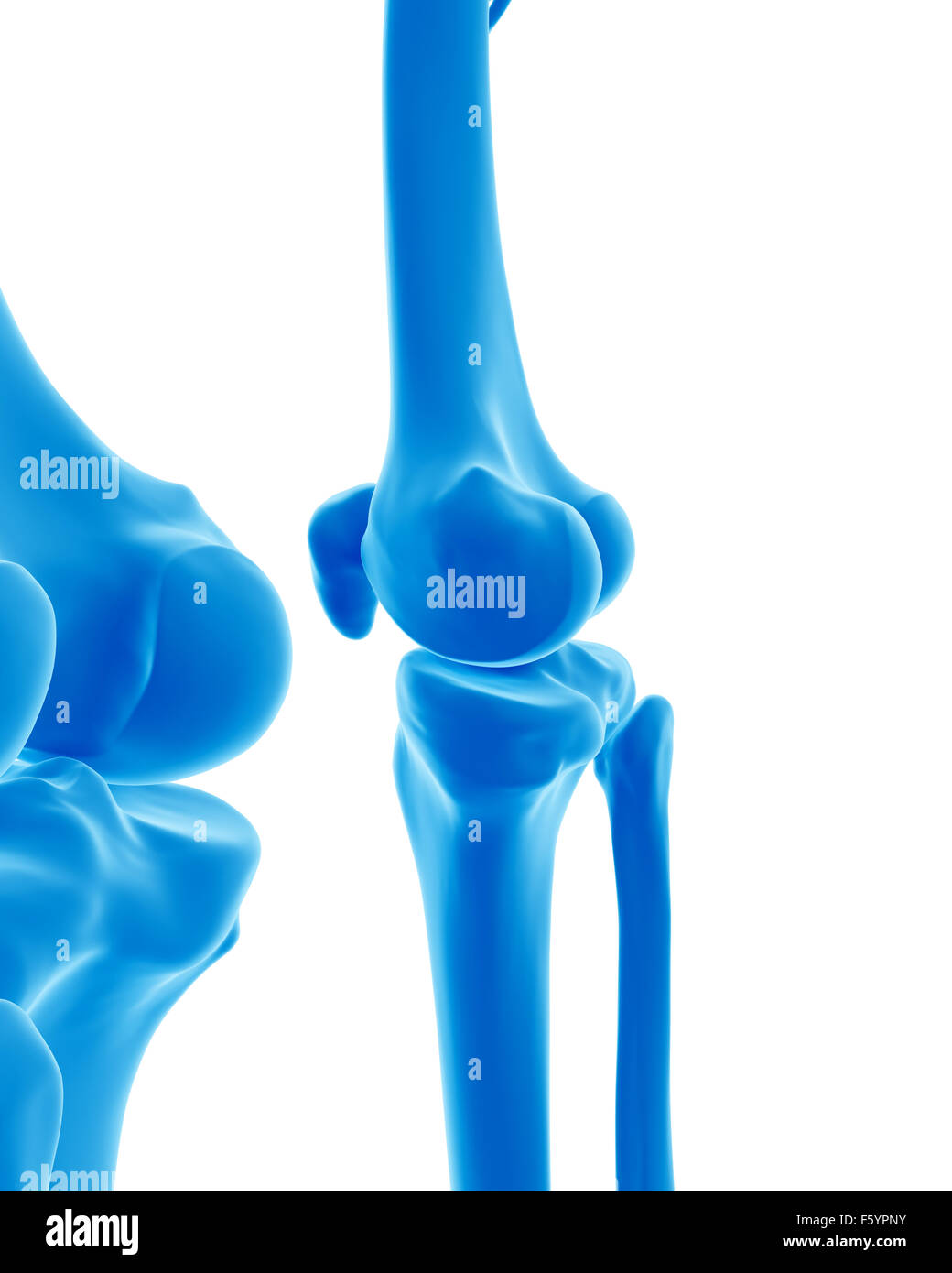 medically accurate illustration of the skeletal knee Stock Photo - Alamy