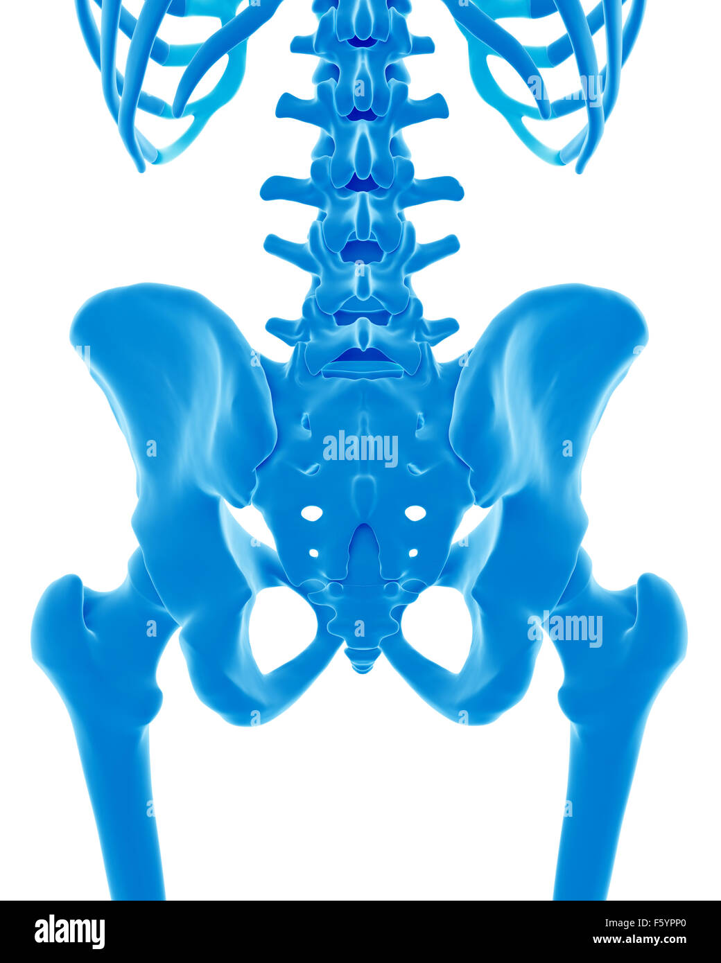 medically accurate illustration of the skeletal sacrum Stock Photo - Alamy