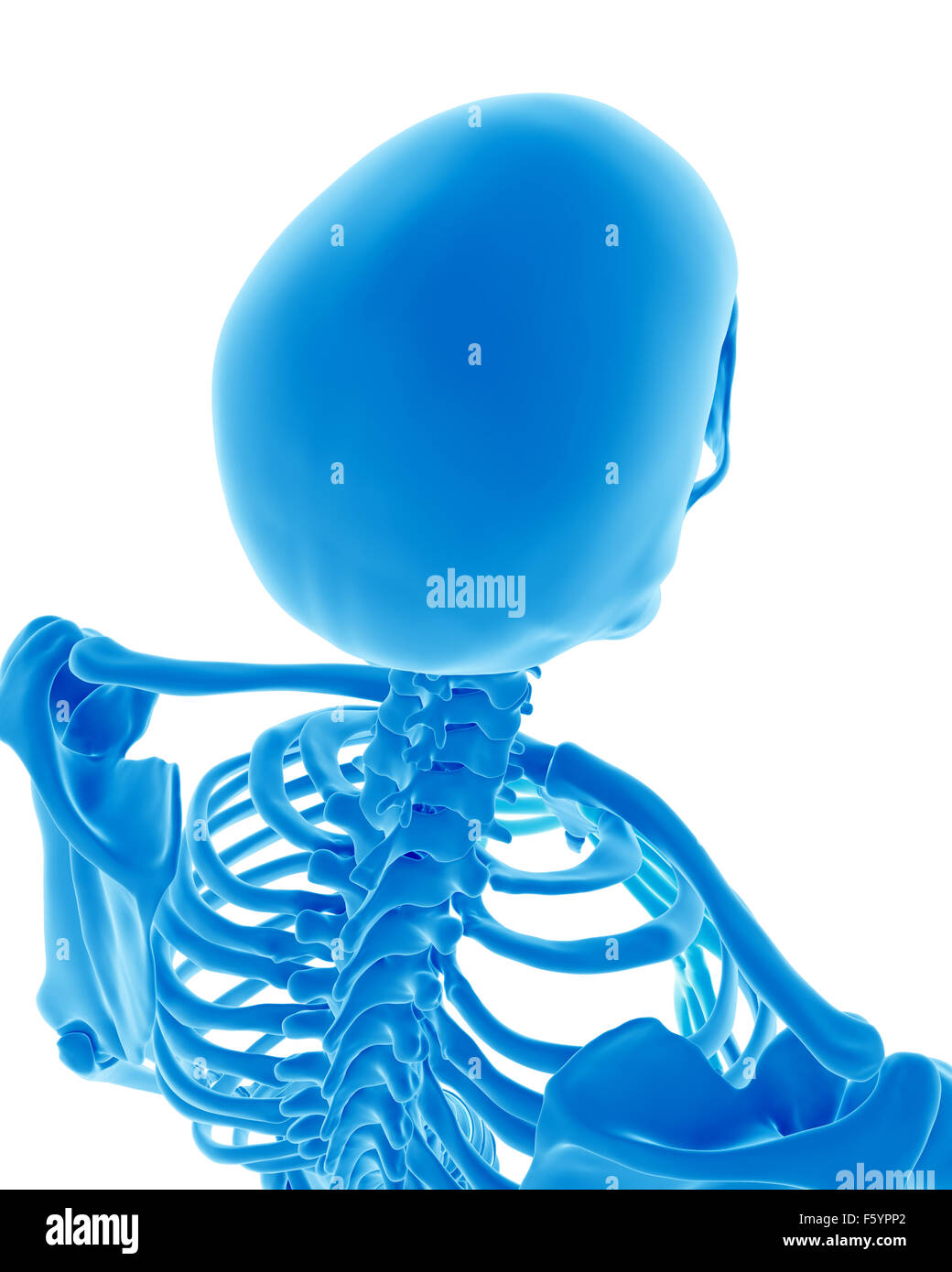 medically accurate illustration of the skull Stock Photo - Alamy