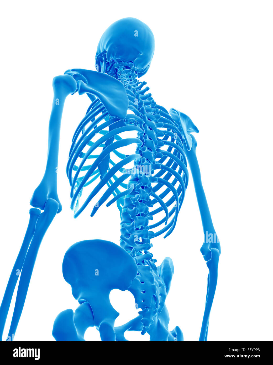 medically accurate illustration of the skeletal back Stock Photo - Alamy