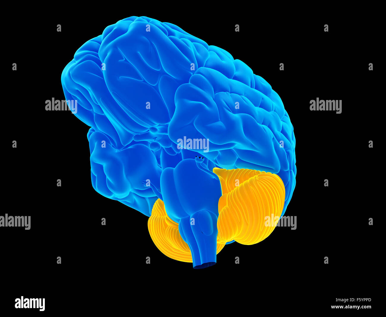 Cerebellum hi-res stock photography and images - Alamy