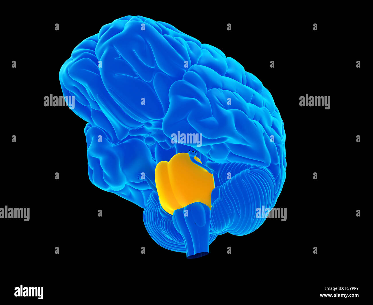Pons highlighted in human brain hi-res stock photography and images - Alamy