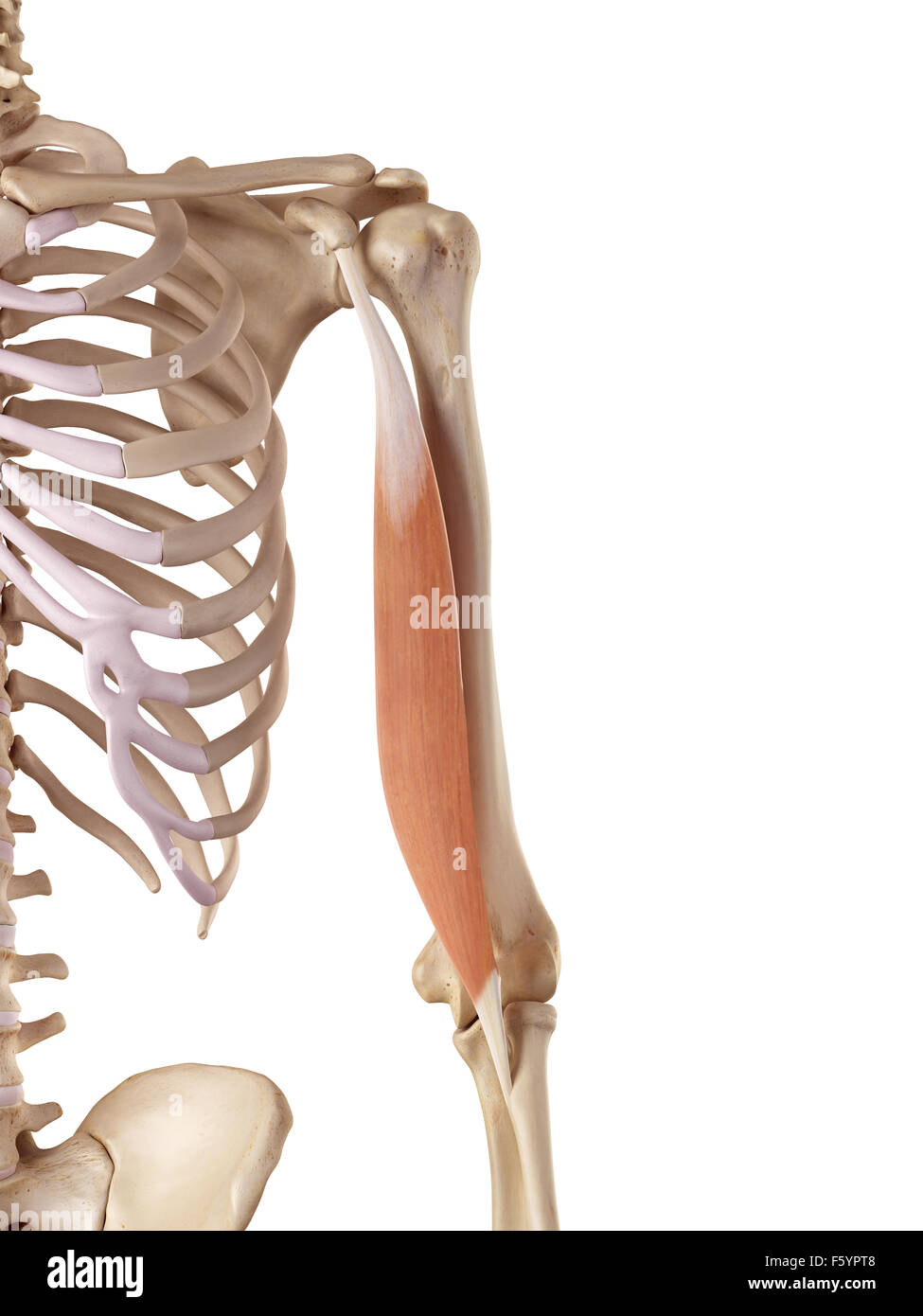 medical accurate illustration of the triceps short head Stock Photo - Alamy