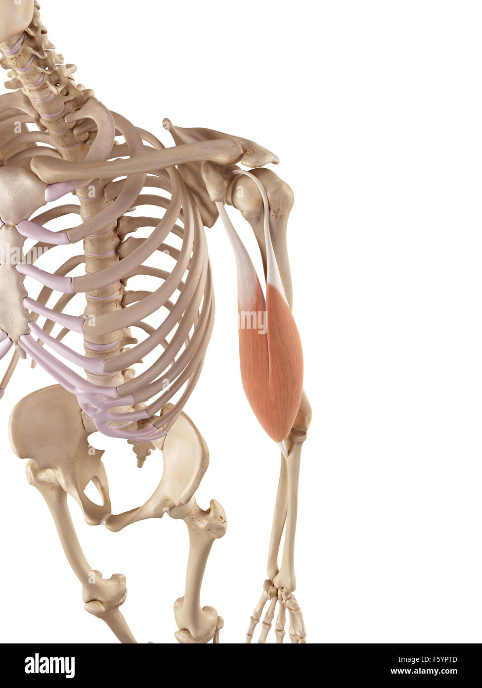 Biceps illustration hi-res stock photography and images - Alamy